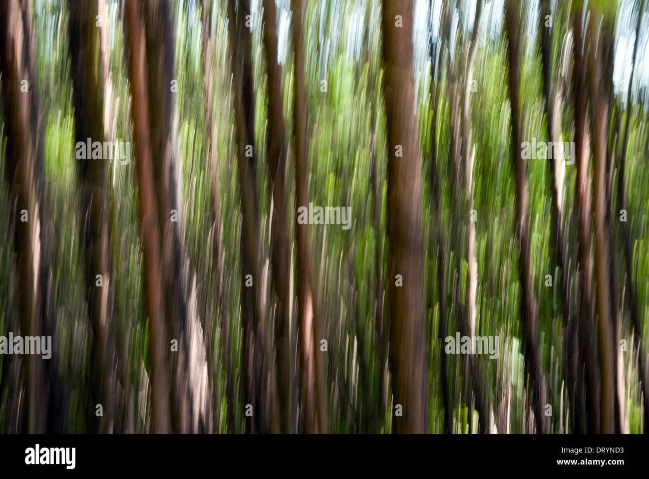 Vision trees and trees hi-res stock photography and images - Alamy
