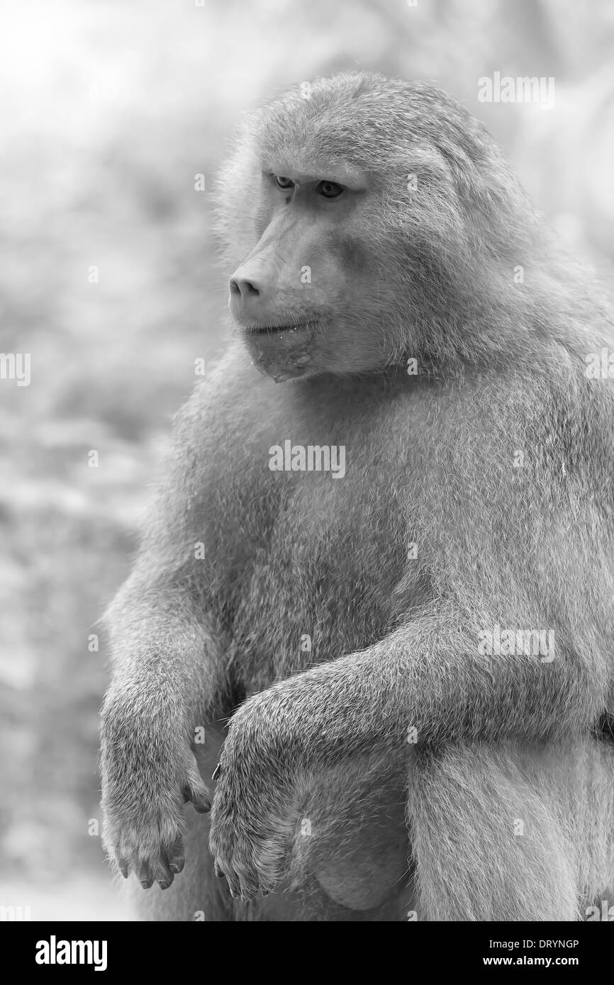 Hamadryas baboon Black and White Stock Photos & Images - Alamy