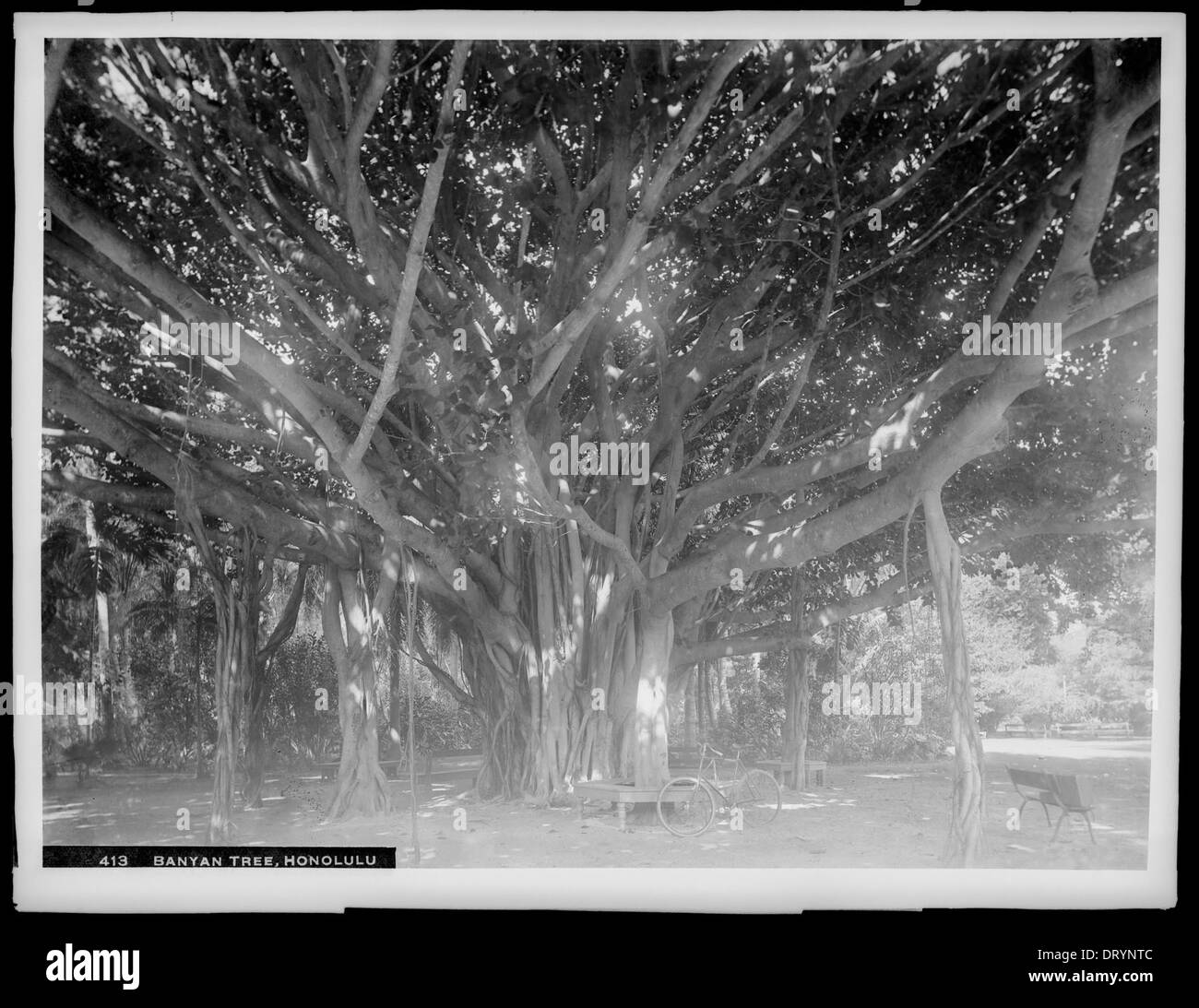 A photograph of a banyan tree in Honolulu, Hawaii, taken around 1920 ...