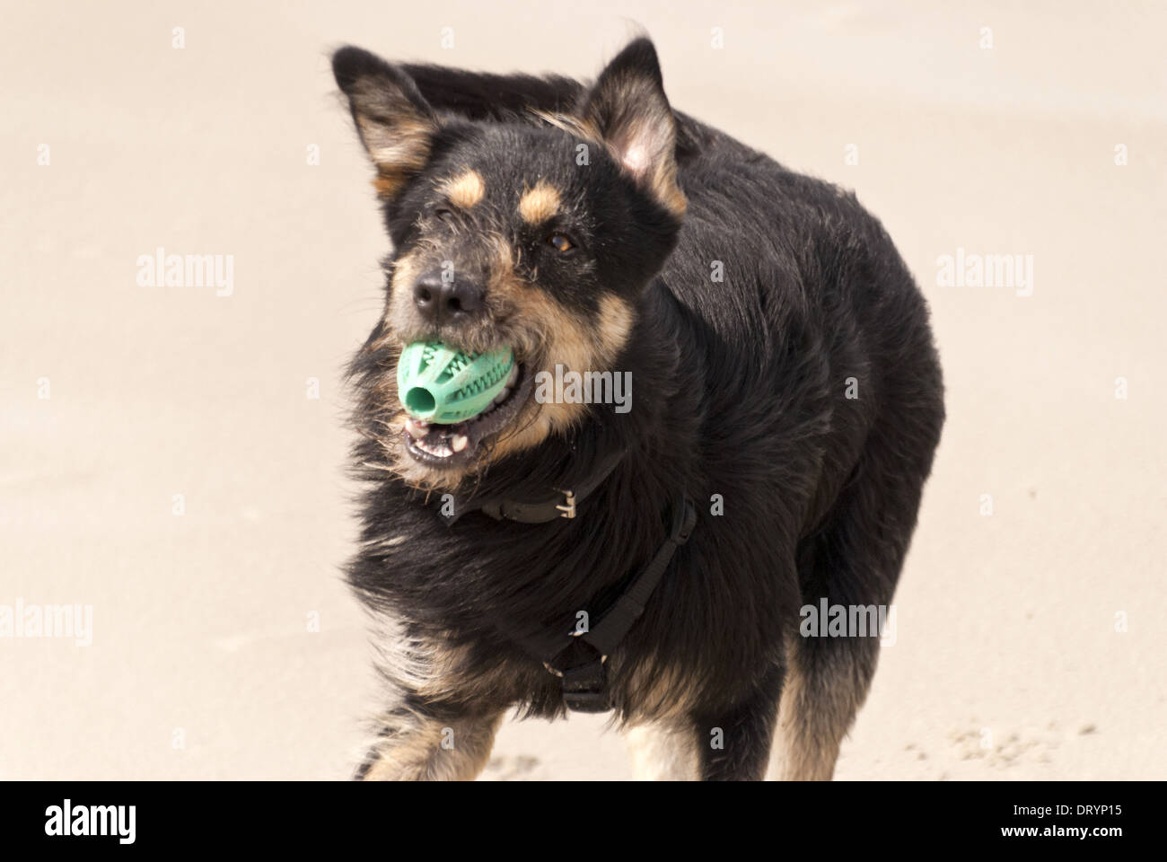 Skipping dog hi-res stock photography and images - Alamy