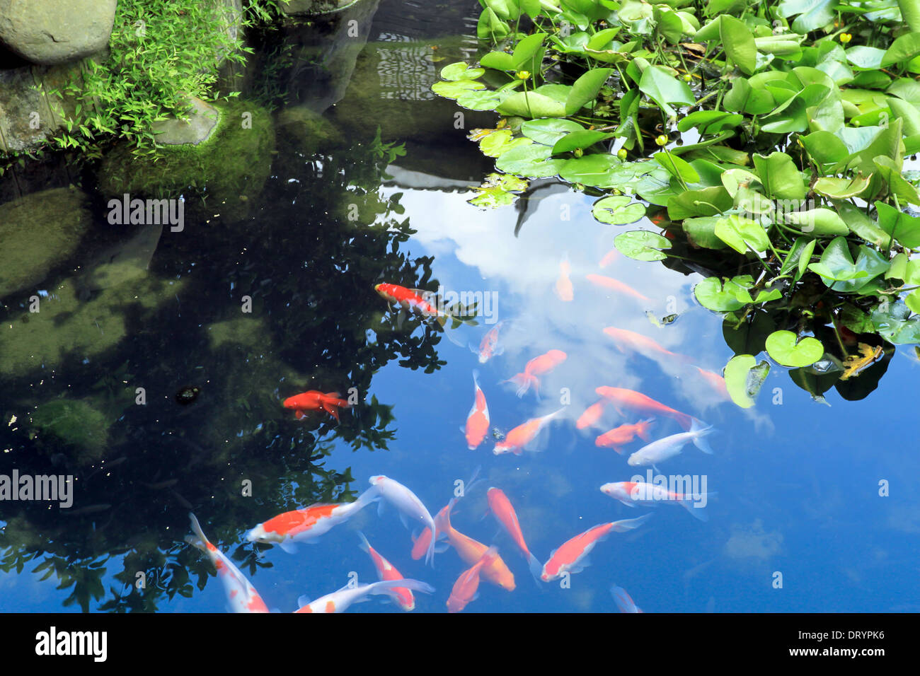 Beautiful Ponds With Fish