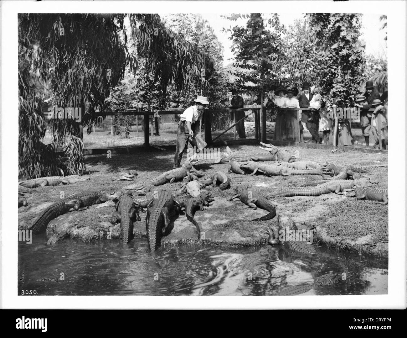 History of alligators hi-res stock photography and images - Alamy