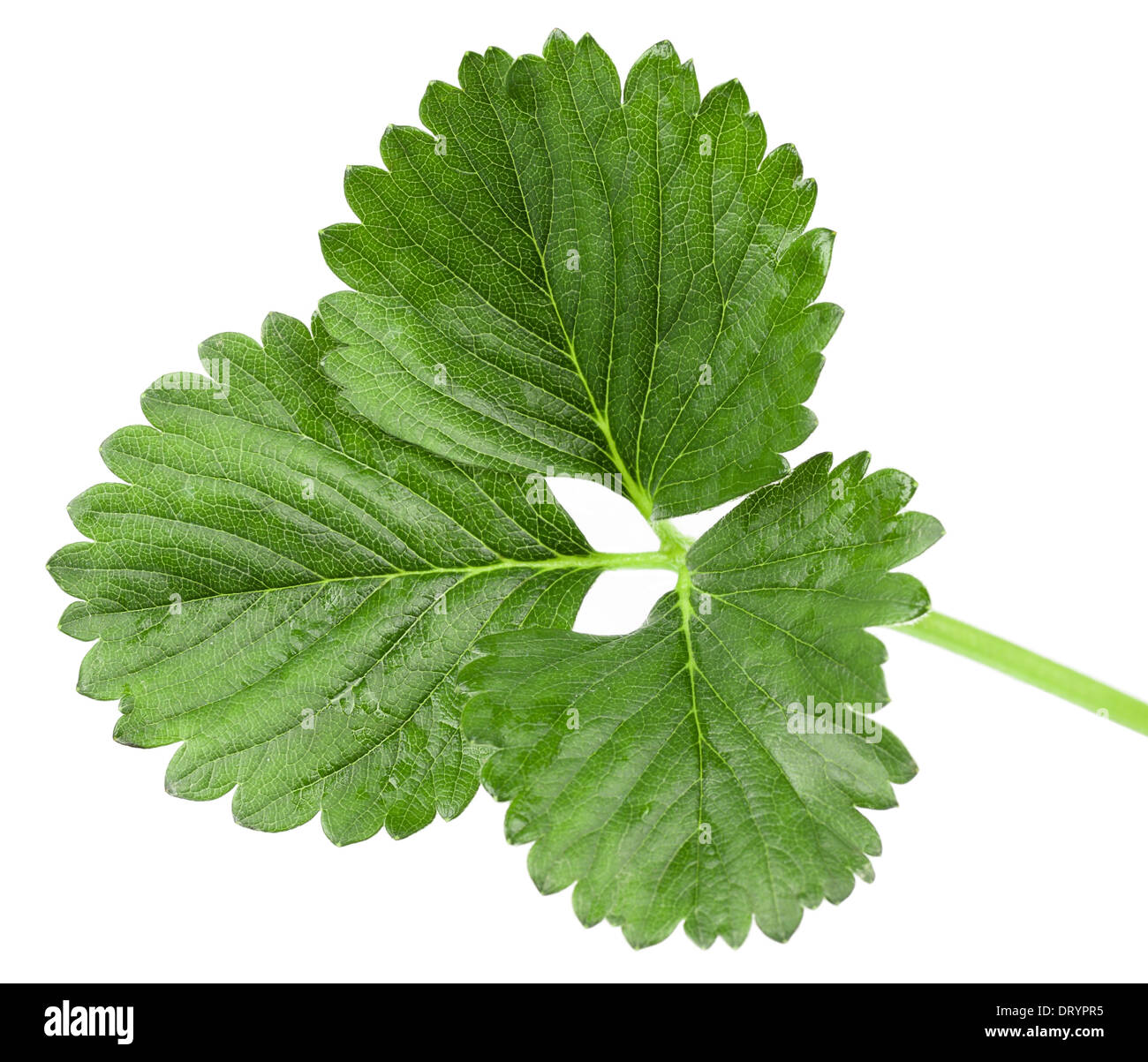 Strawberry leaf hi-res stock photography and images - Alamy