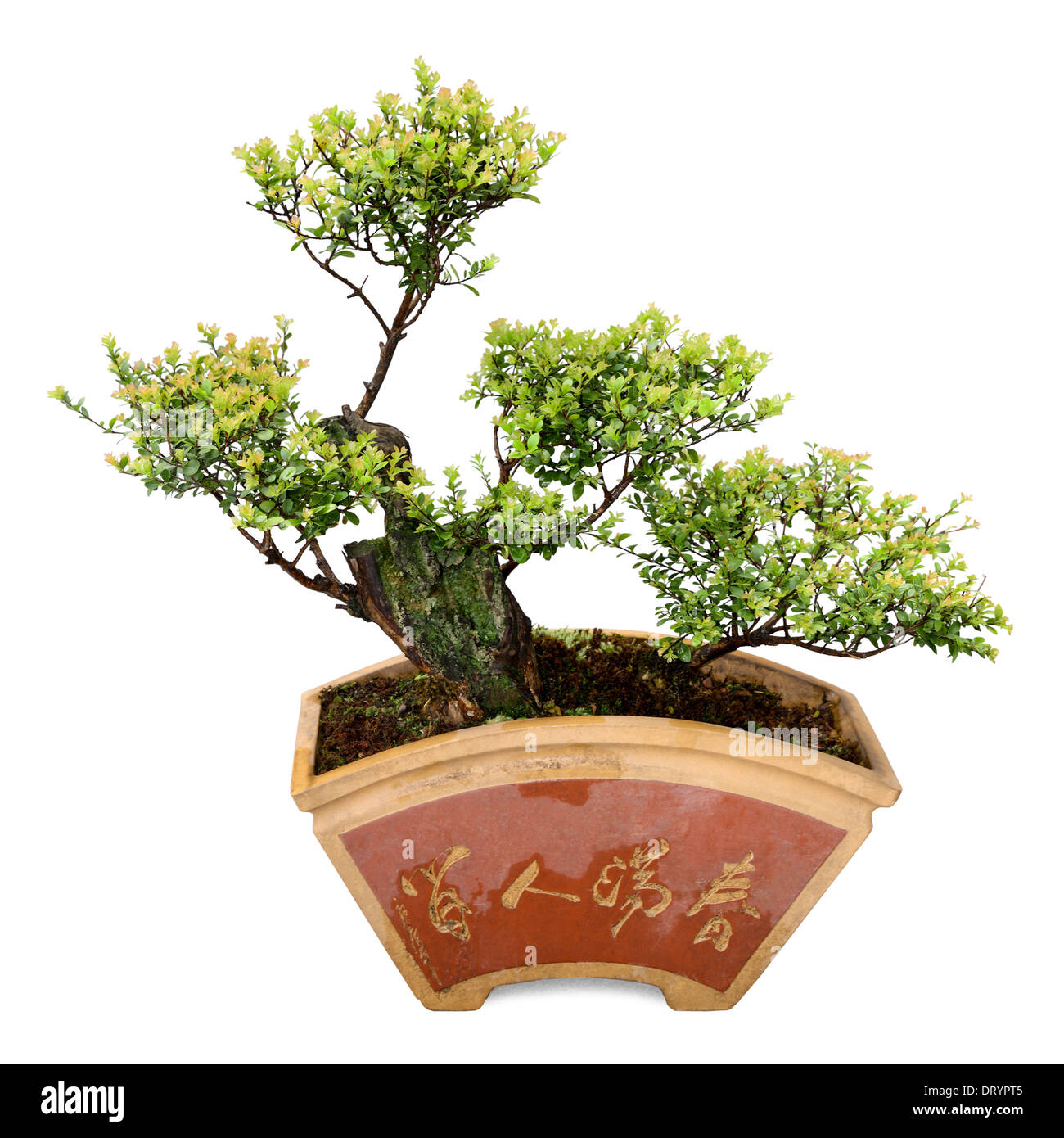 Bonsai tree art hi-res stock photography and images - Alamy