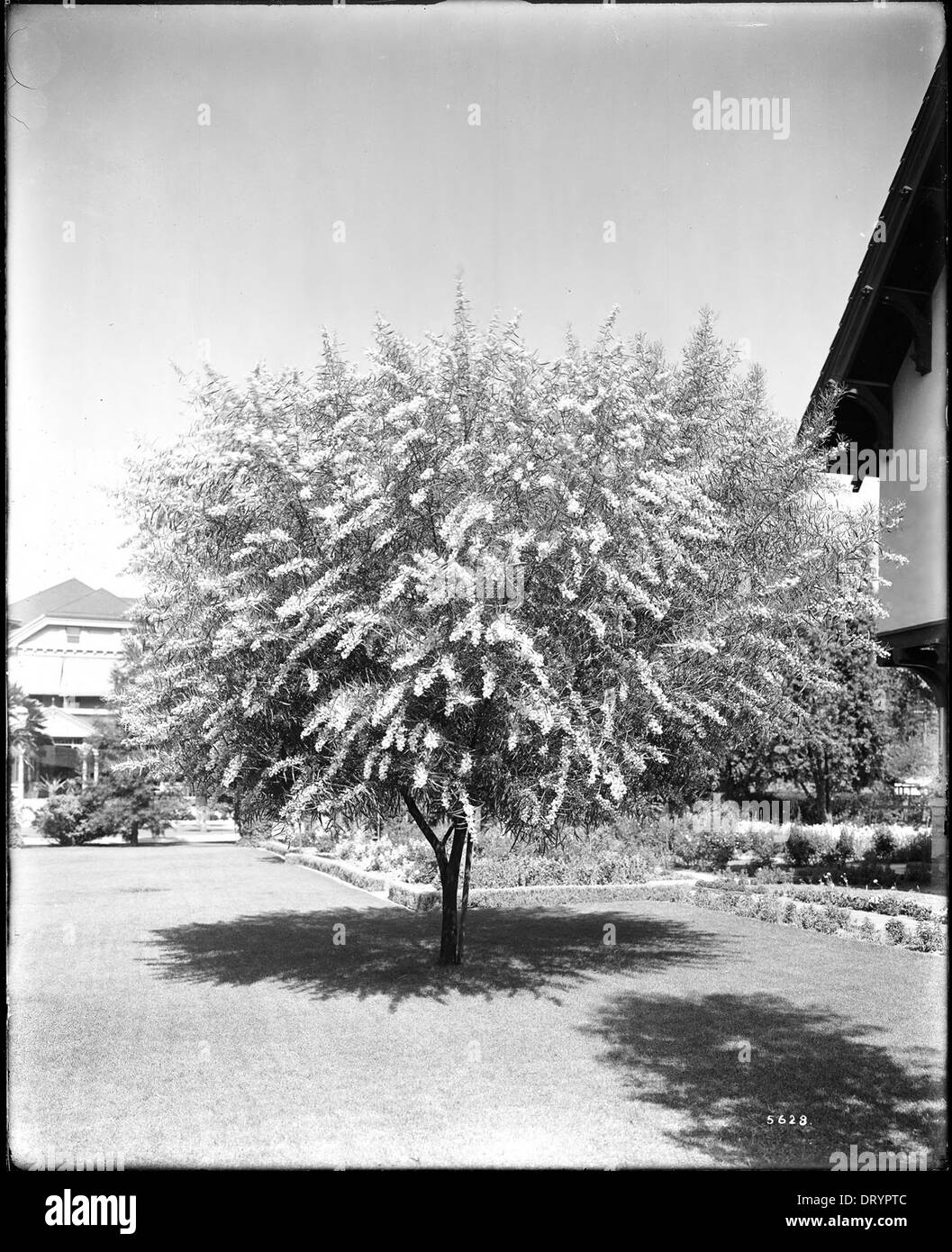 Old acacia tree Black and White Stock Photos & Images - Alamy
