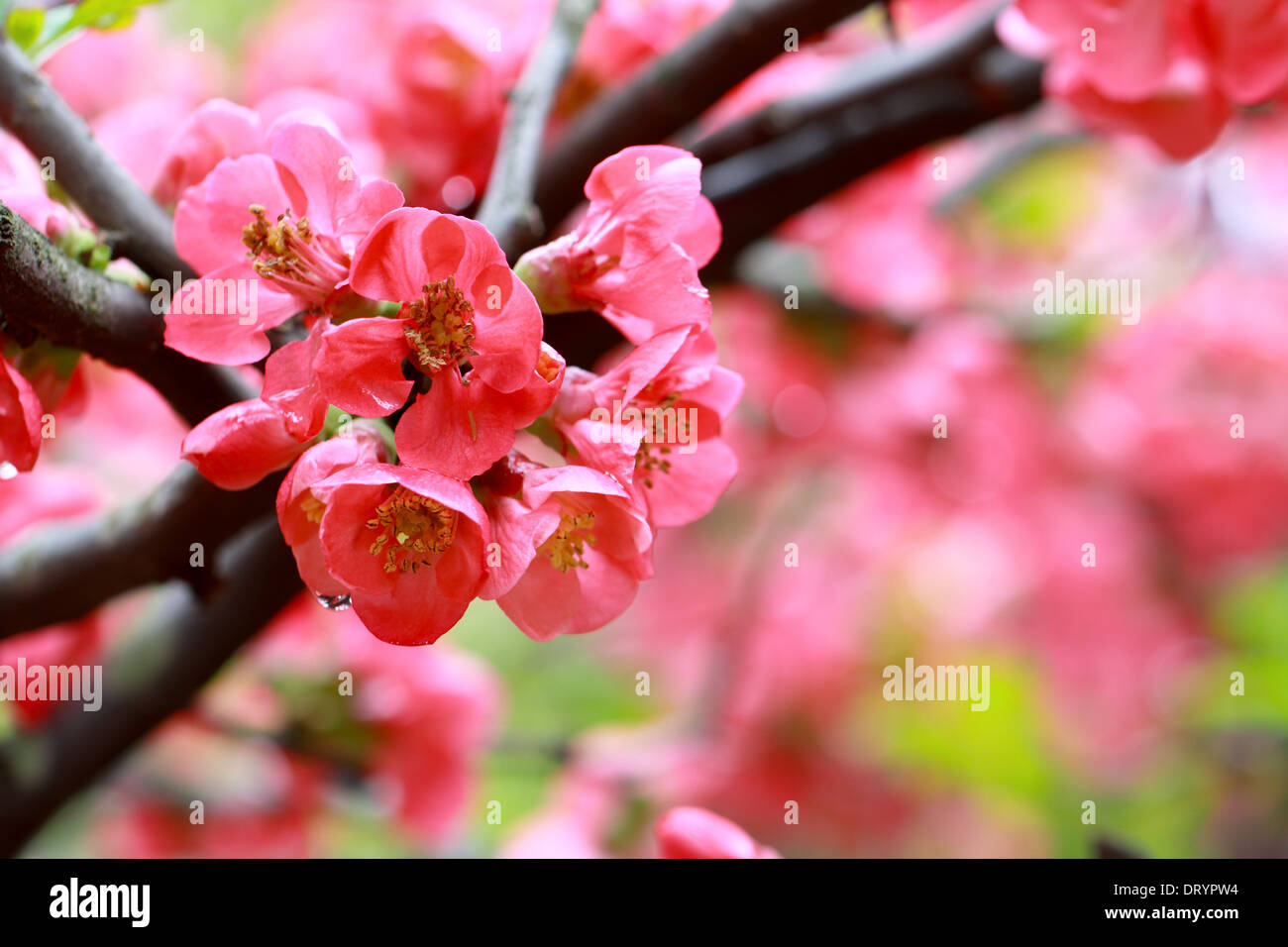 Chinese begonia hi-res stock photography and images - Alamy