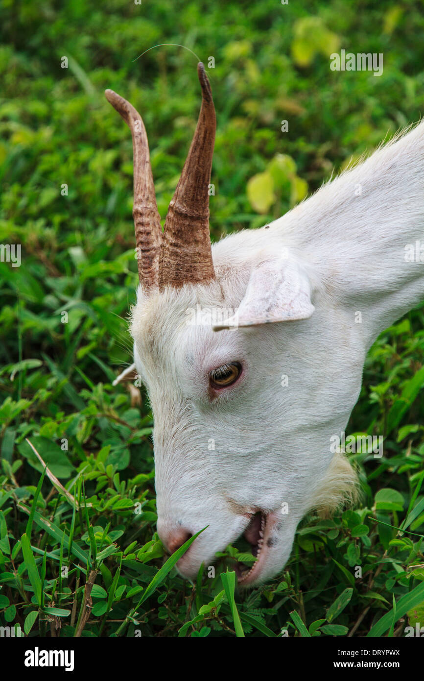 Grazing goats and green plants Stock Photo - Alamy
