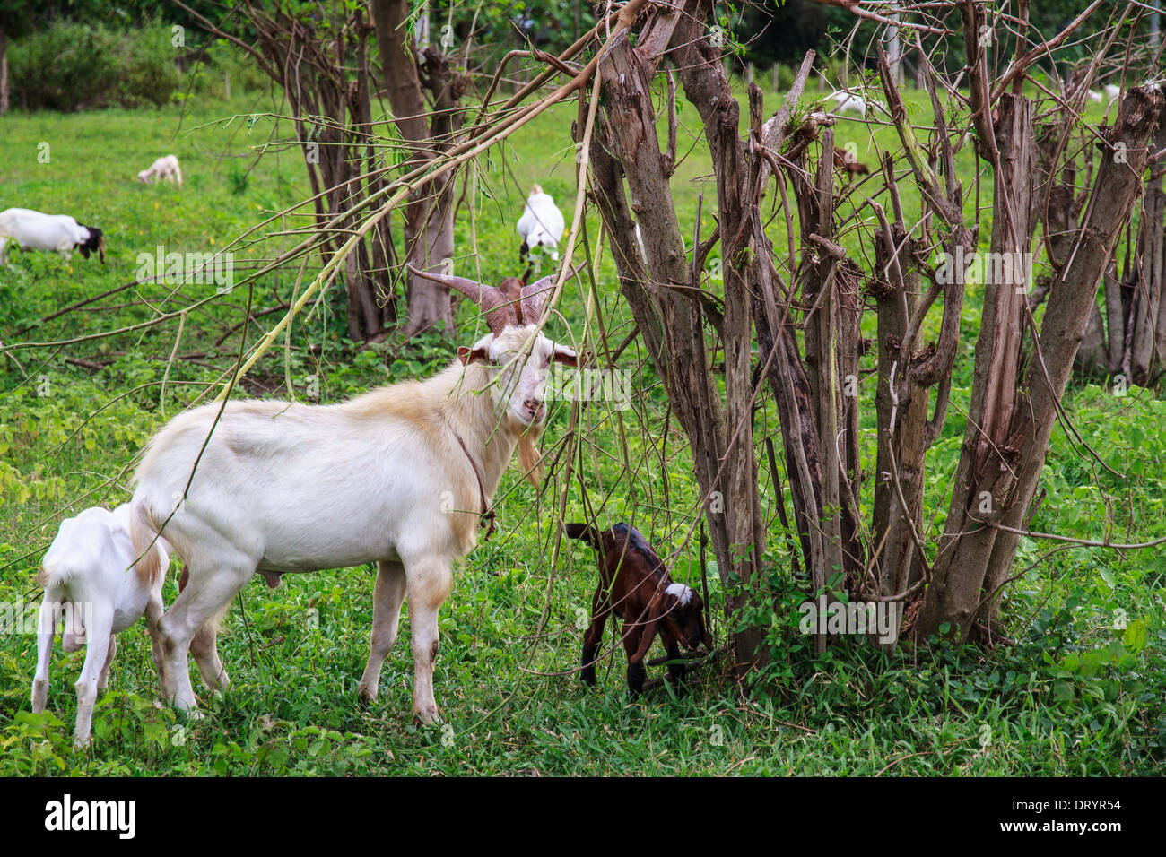 Grazing goats and green plants Stock Photo - Alamy