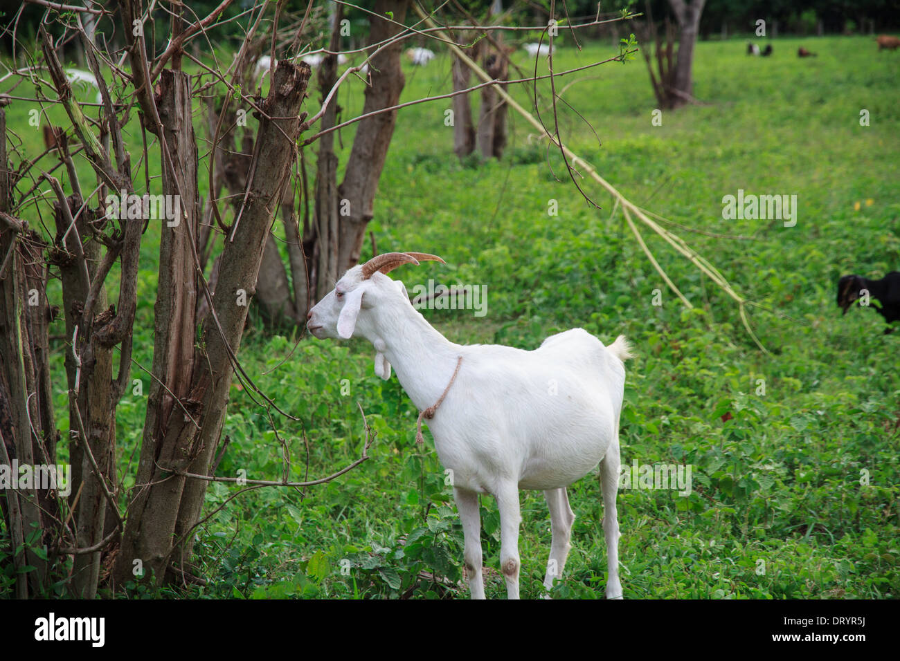 Grazing goats and green plants Stock Photo - Alamy