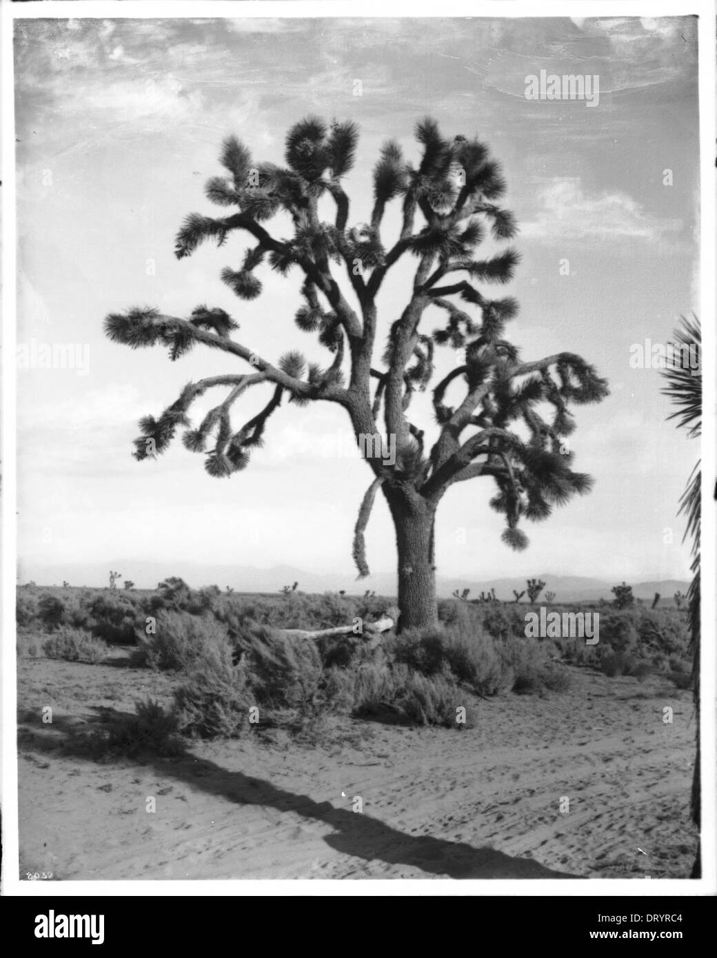 A Joshua tree (Yucca Mohaviensis) stands prominently in the Mojave ...