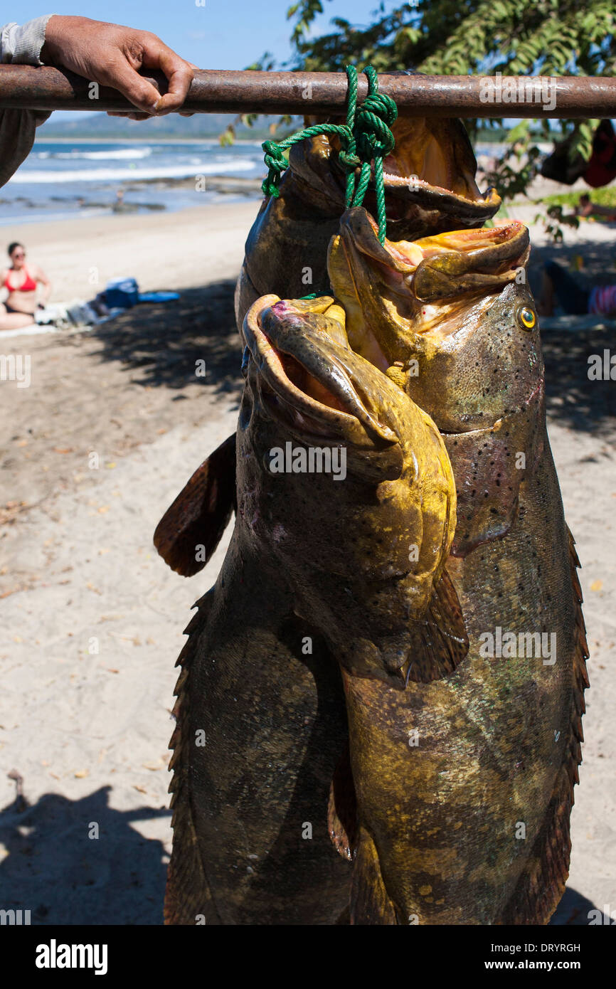 Fisherman carry two very large snapper on a pole caught fresh in the ...
