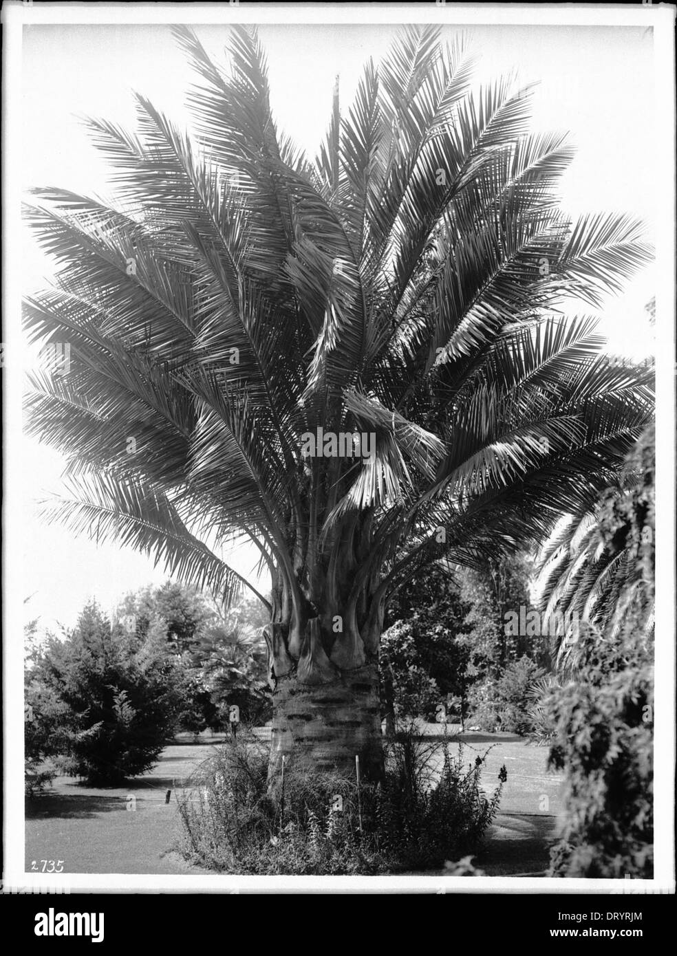 A big palm tree at the residence of Homer Laughlin, Adams Boulevard ...