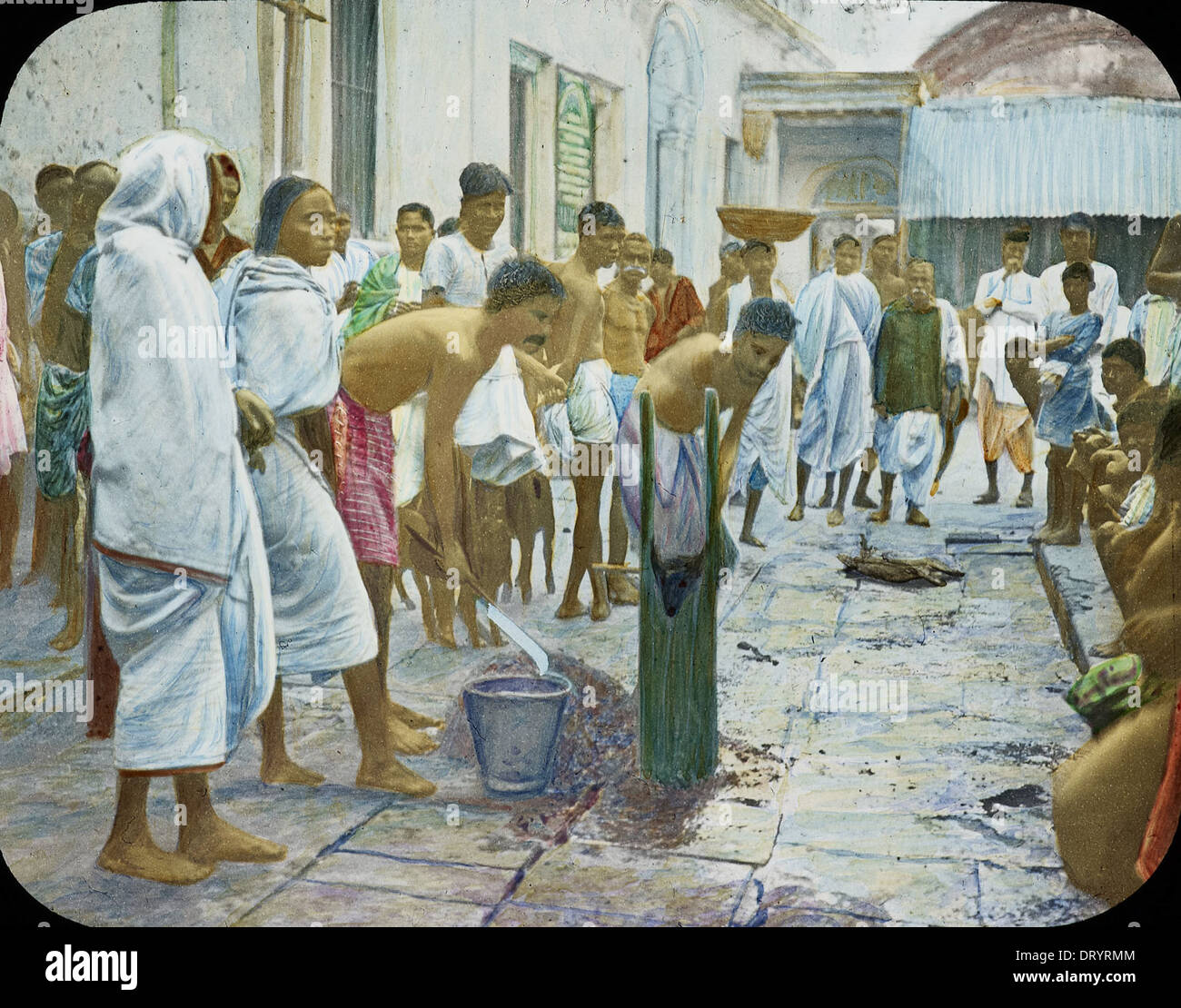 A photograph of a goat sacrifice in India, taken around 1906, showing ...