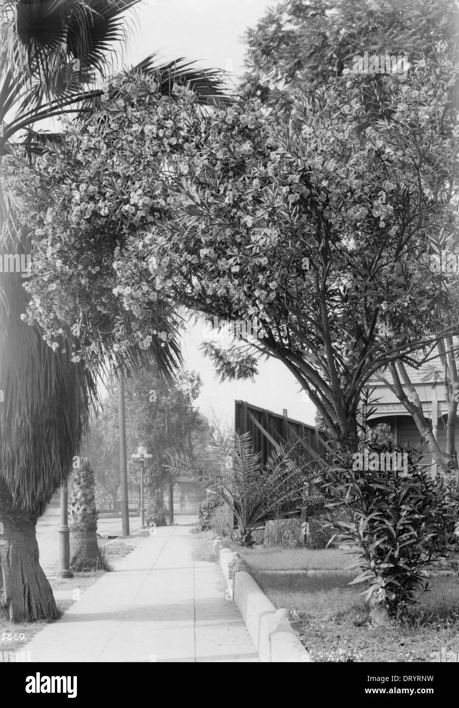 Oleander tree at Black and White Stock Photos & Images - Alamy
