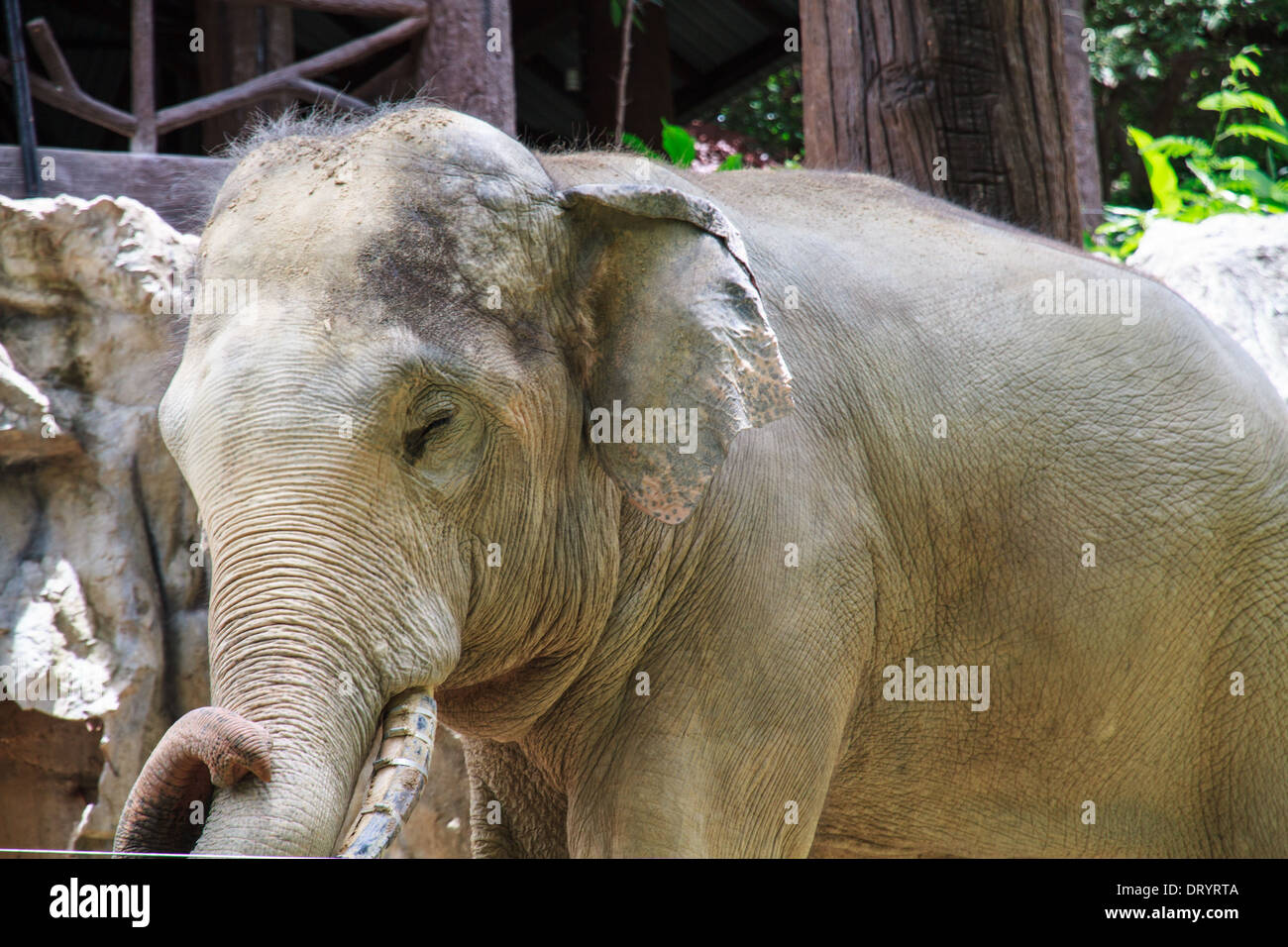 Brown elephant skin hi-res stock photography and images - Alamy
