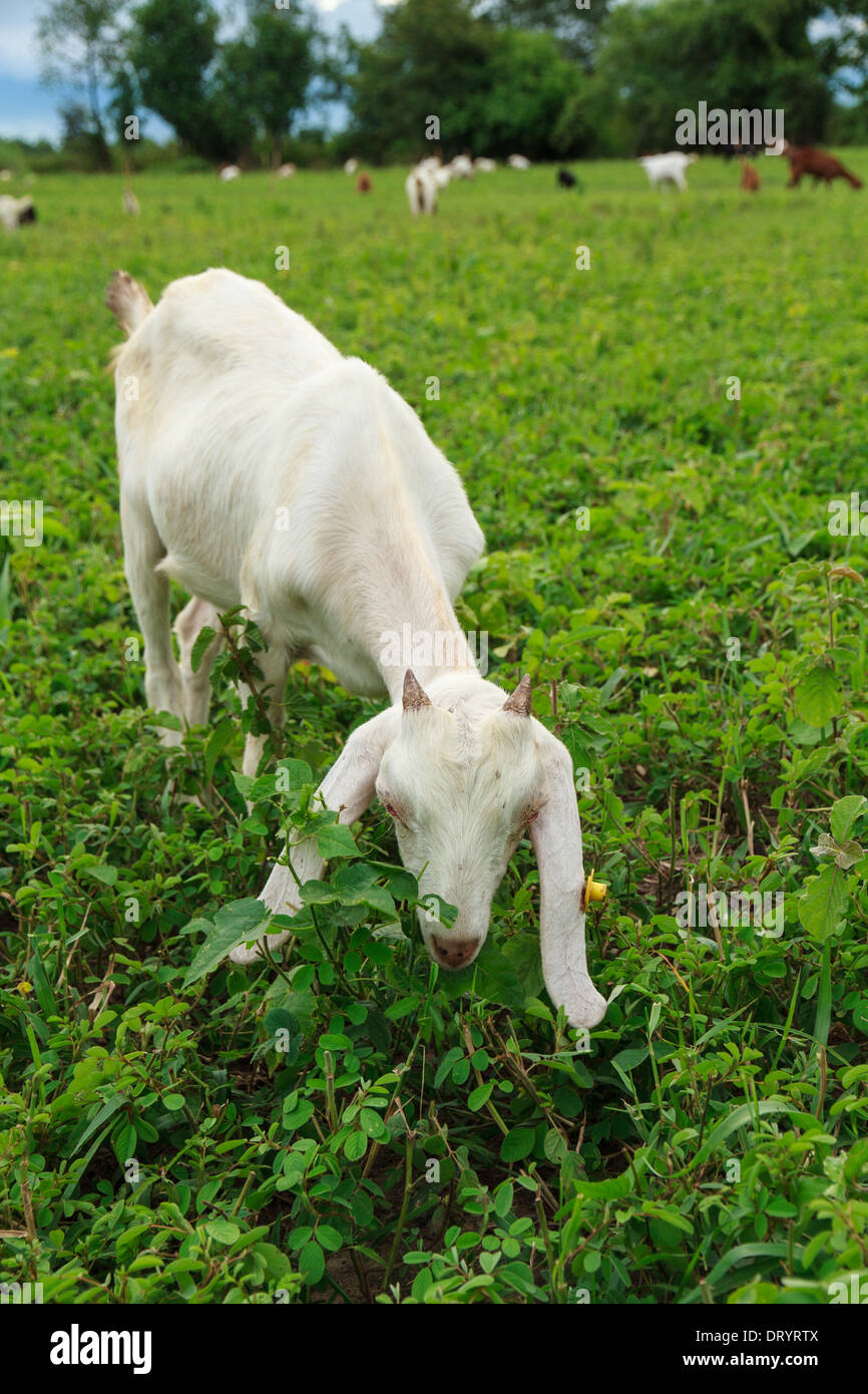 Grazing goats and green plants Stock Photo - Alamy