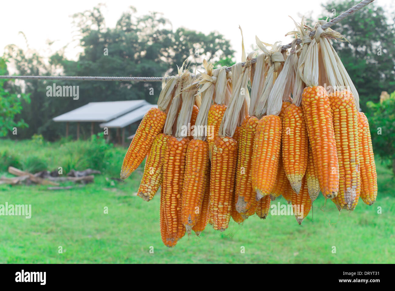 Many corn are hung on nylon rope with shed and natural background. Corn ...