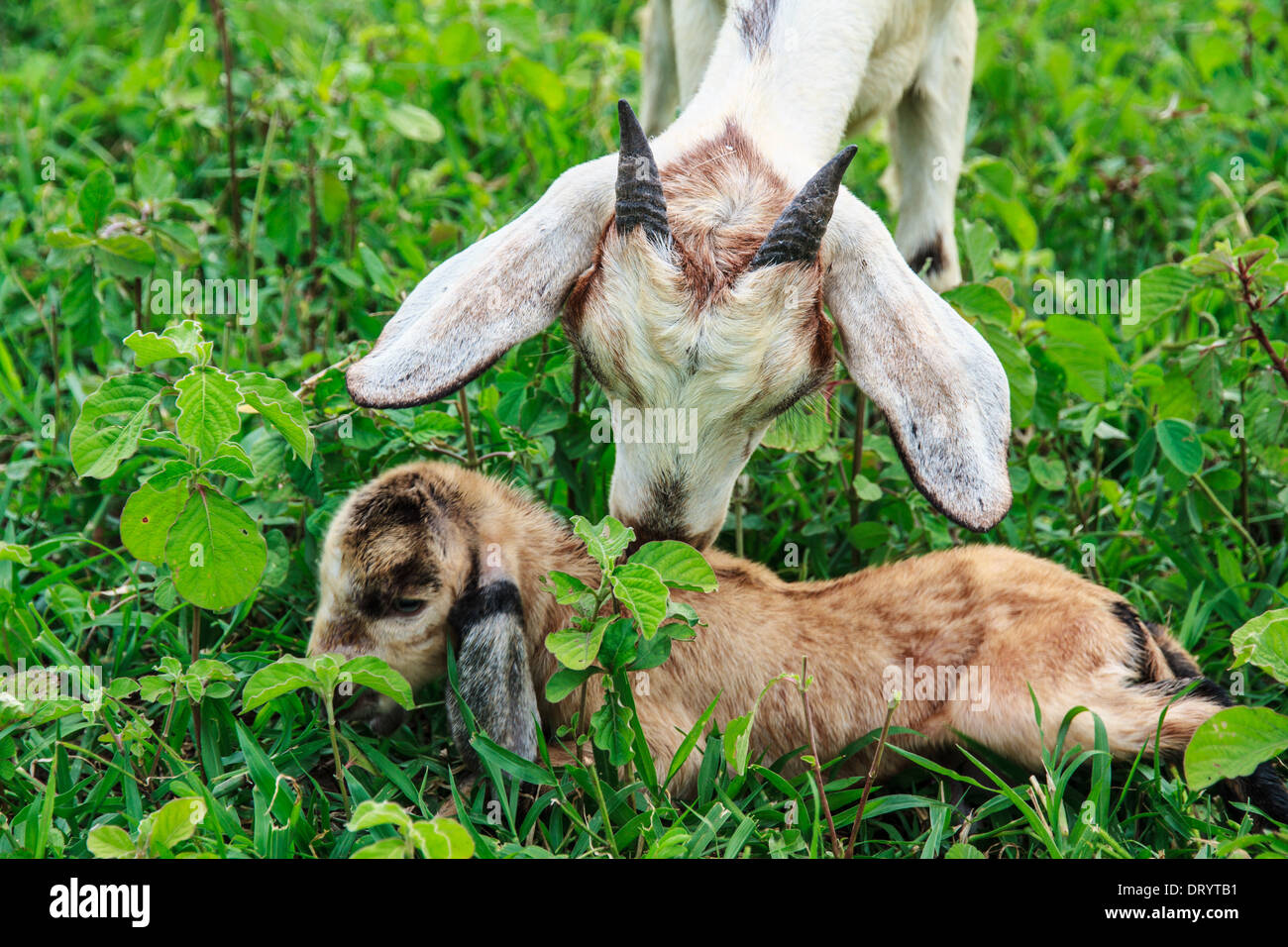 Green goat hi-res stock photography and images - Alamy