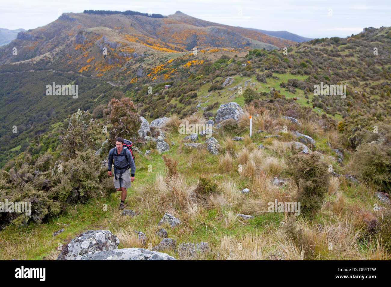 Hiker on the Banks Peninsula Track Stock Photo - Alamy