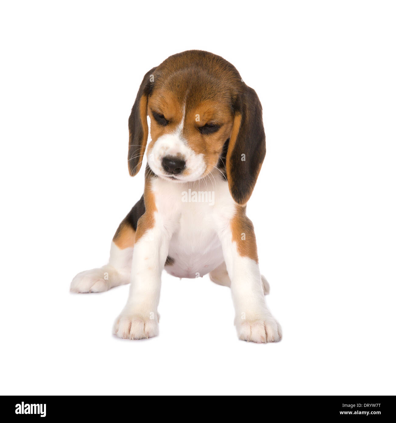 Seven weeks old cute little beagle puppy Stock Photo - Alamy