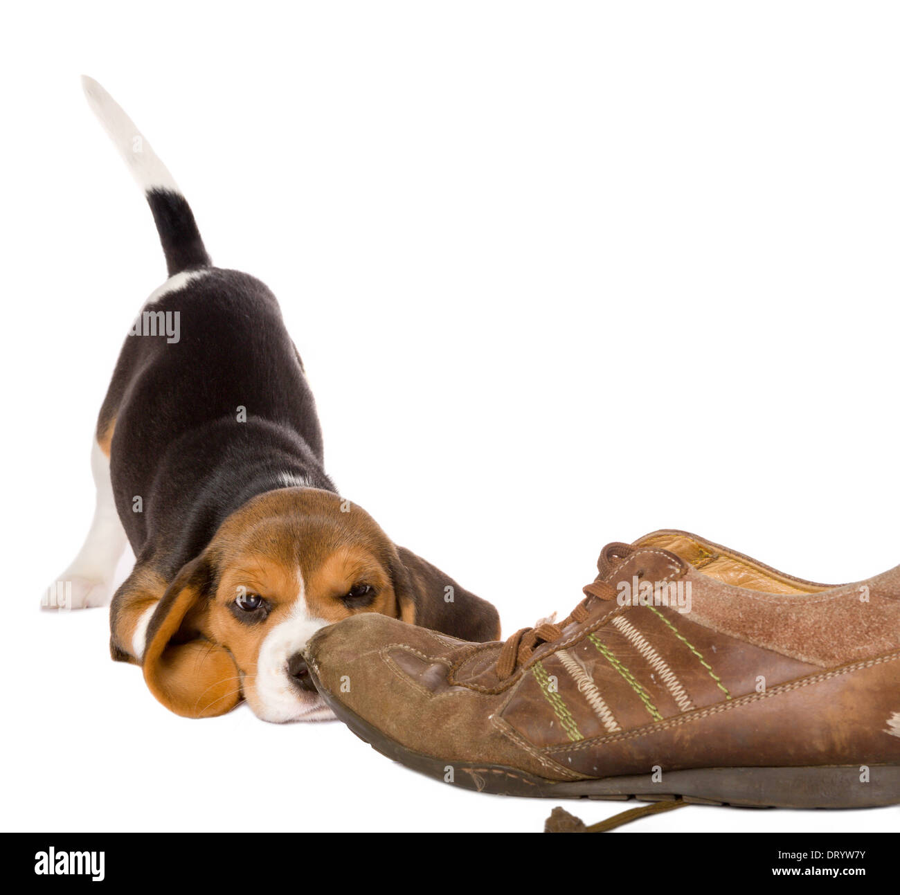 Is It Normal For Beagle Puppies To Bite