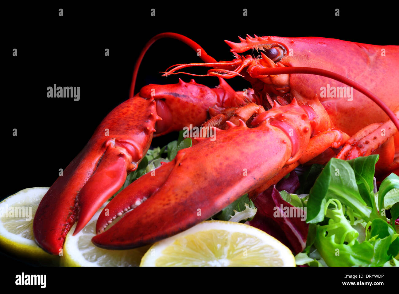boiled lobster and lemon Stock Photo - Alamy