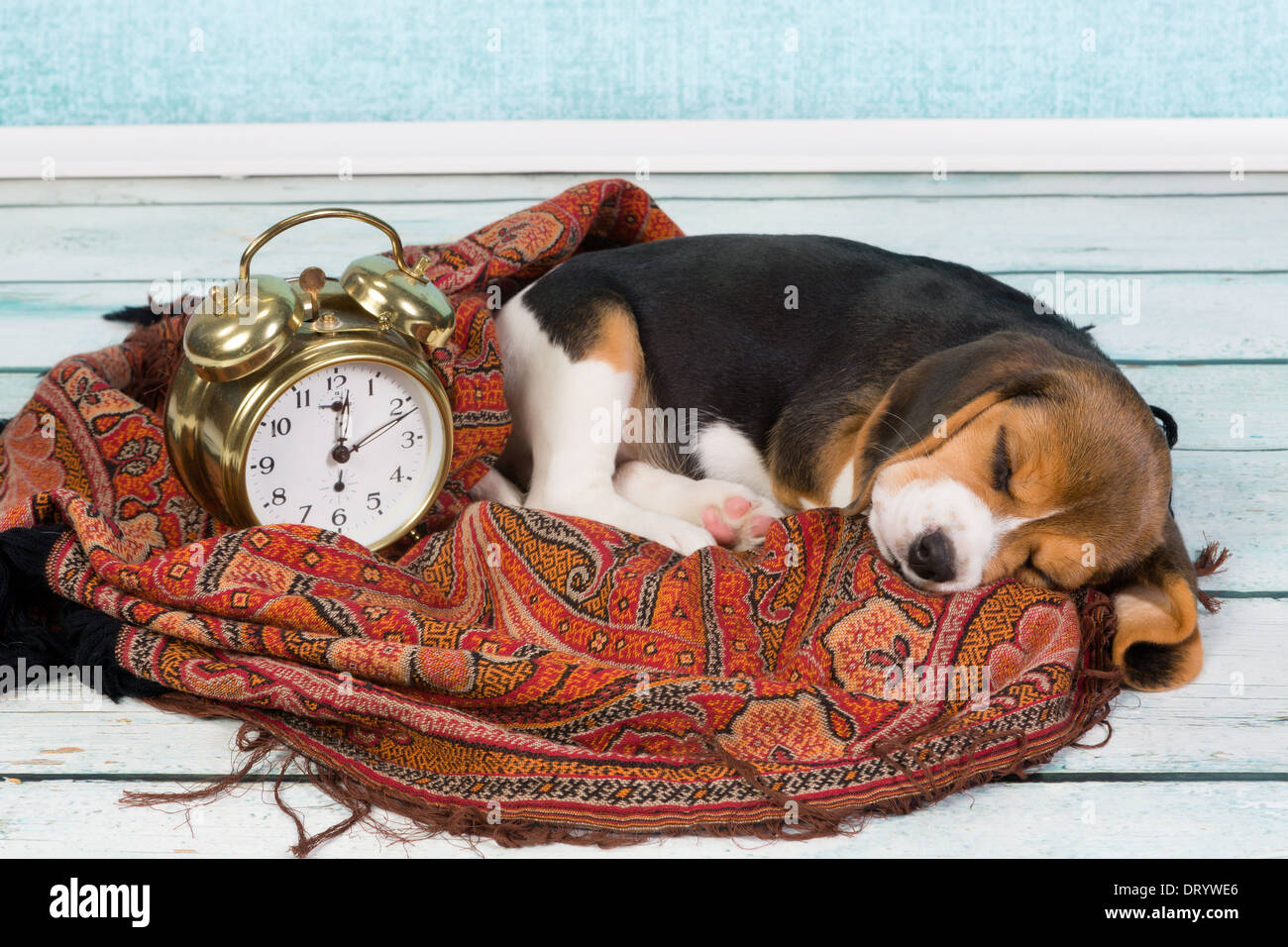 Tired little seven weeks old beagle puppy sleeping Stock Photo - Alamy