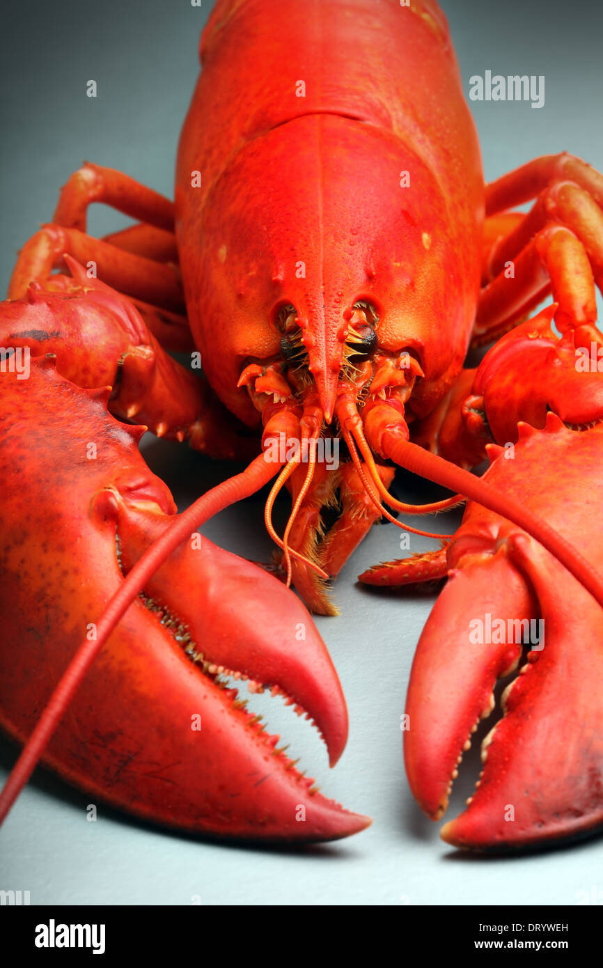 Red Lobster on a grey background Stock Photo - Alamy