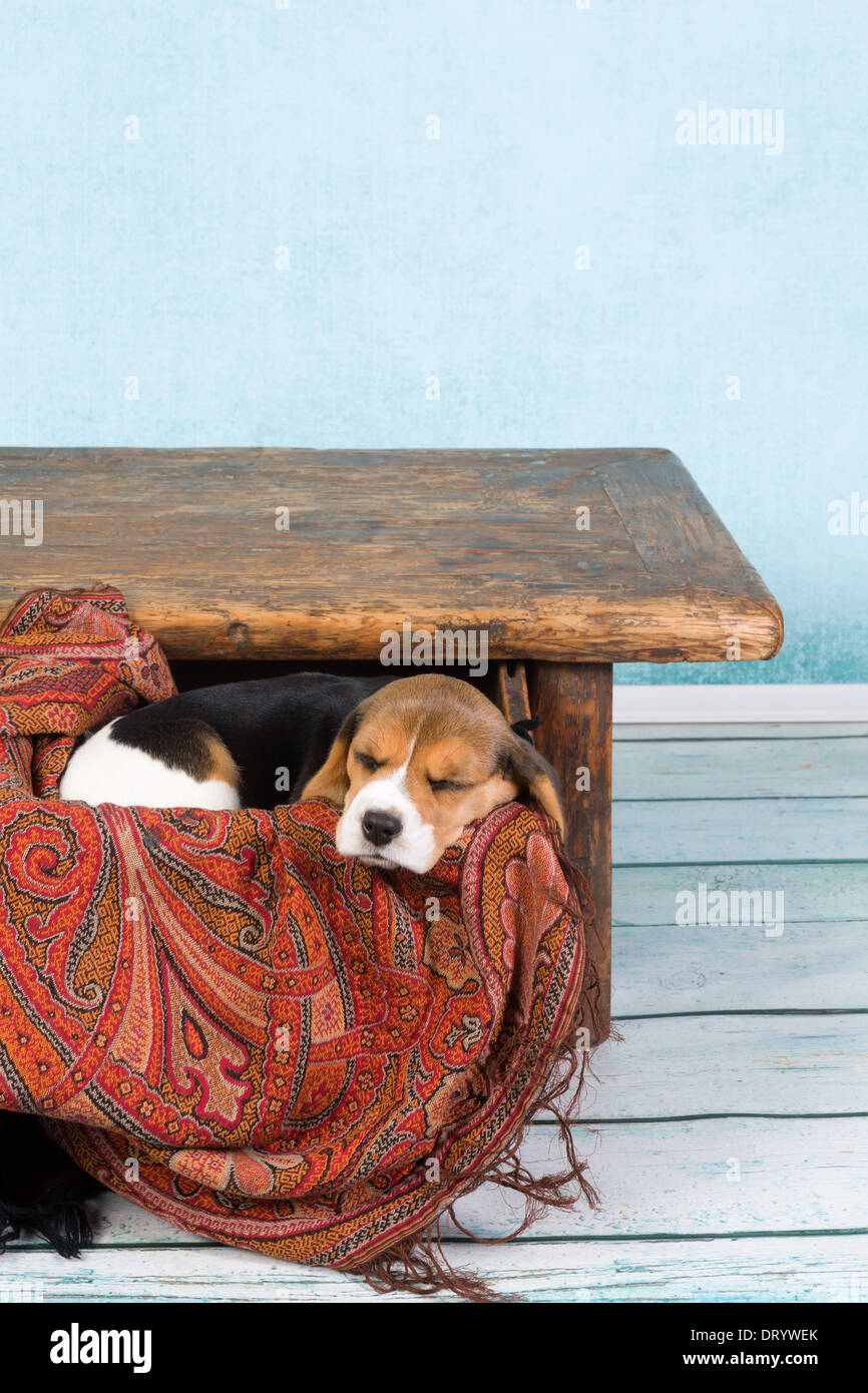 Tired little seven weeks old beagle puppy sleeping in a drawer Stock ...