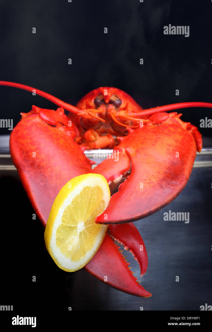 Lobster being boiled Stock Photo - Alamy