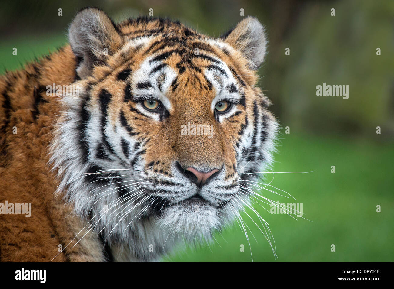 Tiger hi-res stock photography and images - Alamy
