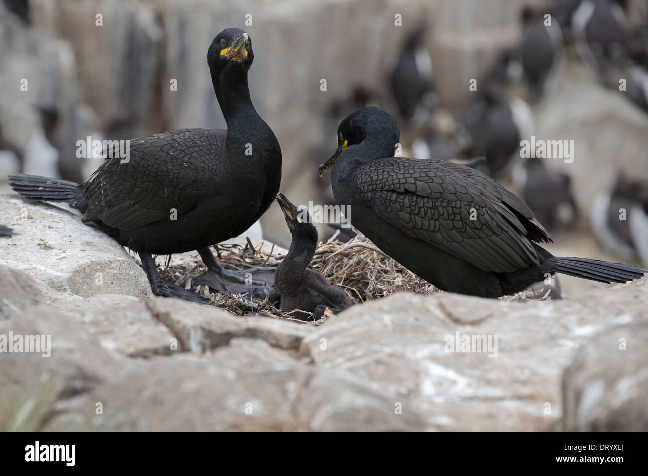 Shag Chick High Resolution Stock Photography and Images - Alamy