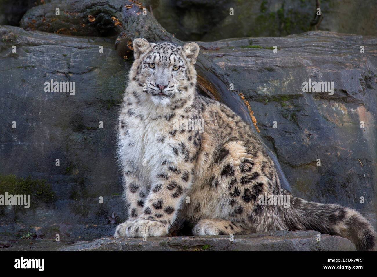 Leopard Cub Portrait High Resolution Stock Photography and Images - Alamy