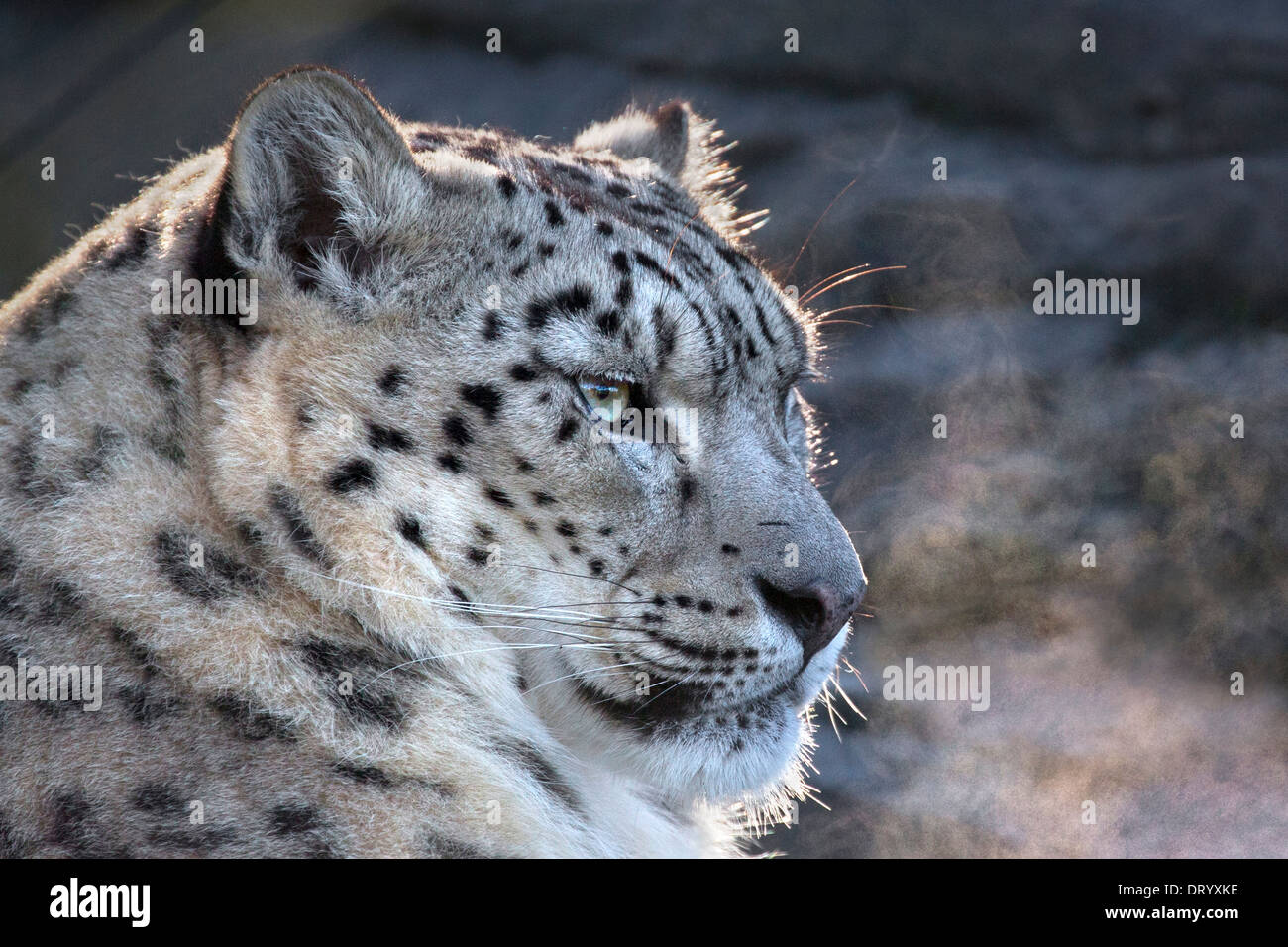 Snow Leopard with visible breath Stock Photo - Alamy