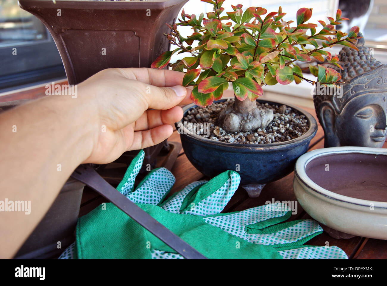 wooden table with bonsai and tools to work Stock Photo - Alamy