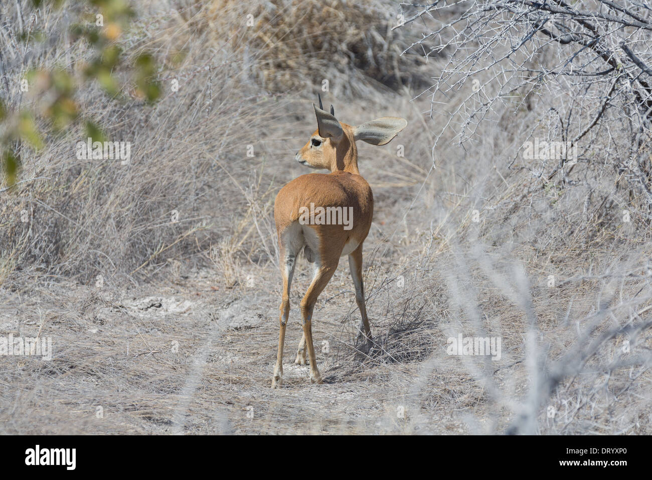 Small dik dik deer hi-res stock photography and images - Alamy