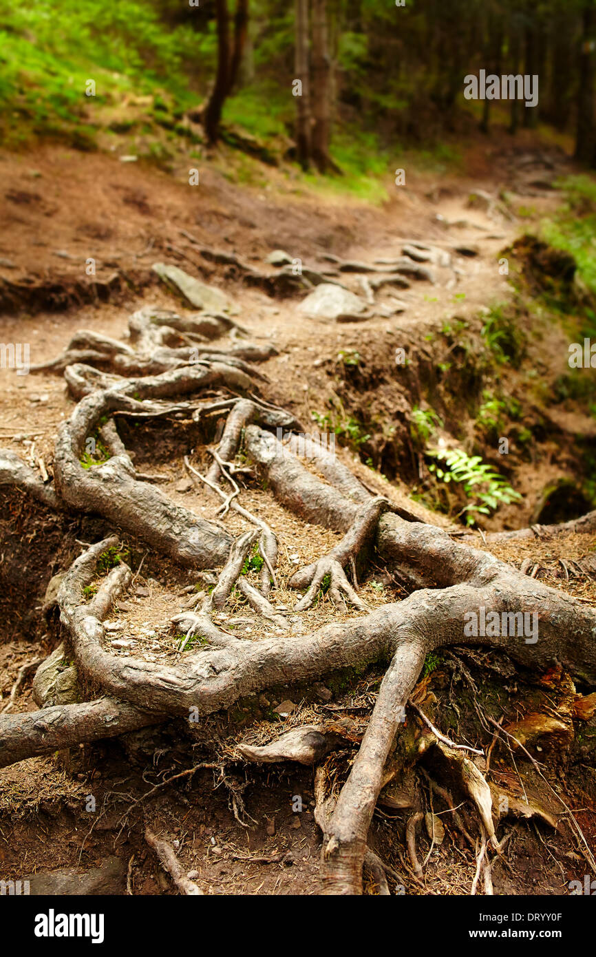 roots of old pine trees closeup, rural landscape Stock Photo - Alamy