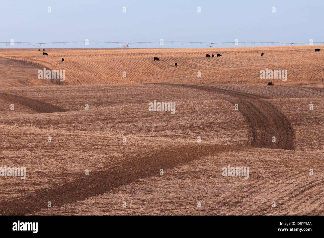 Cattle and irrigation system on fallow field Stock Photo - Alamy
