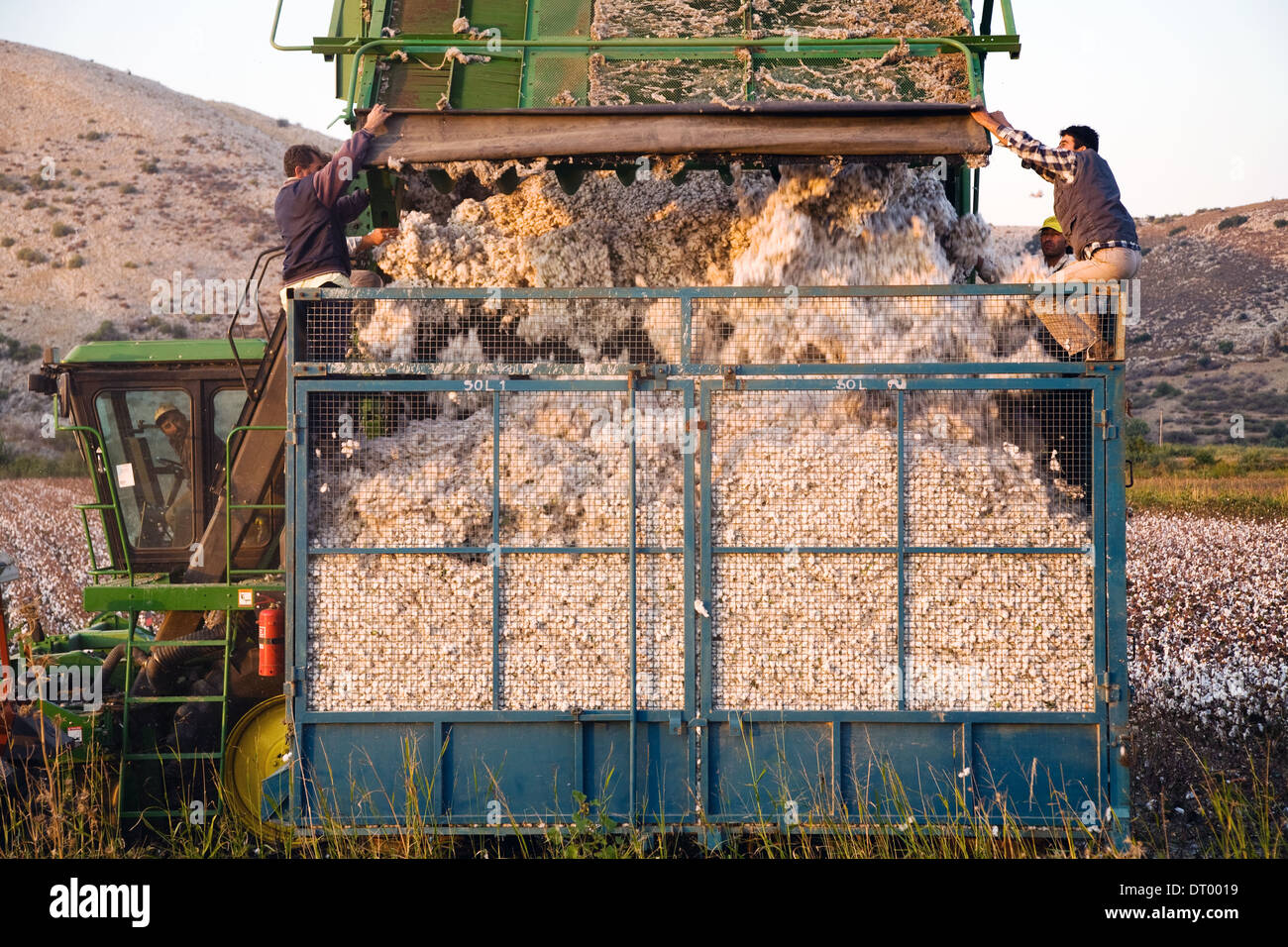 Cotton harvest Söke Aydın Turkey Stock Photo - Alamy