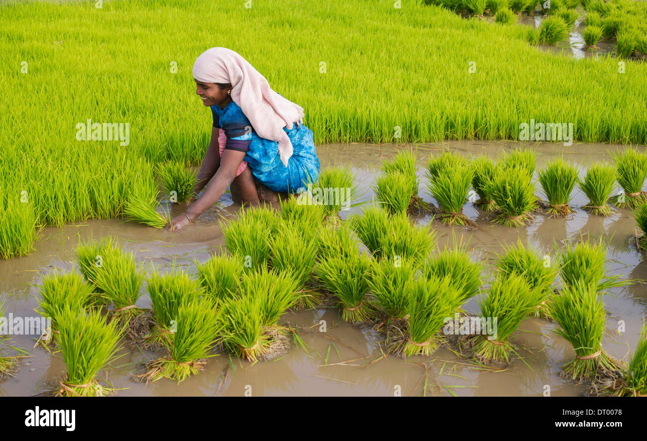 Indian woman picking out new rice plants in preparation for planting ...