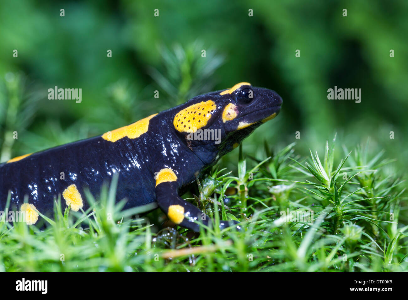Fire salamander Salamandra salamandra Feuersalamander Stock Photo - Alamy