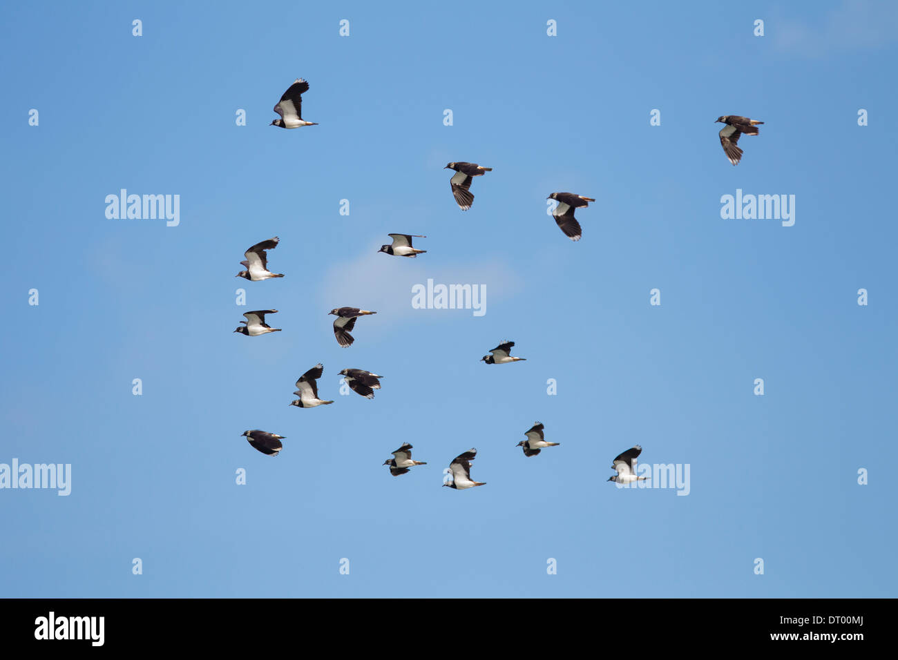 Kiebitz Lapwing Green Plover Northern Lapwing Stock Photo - Alamy