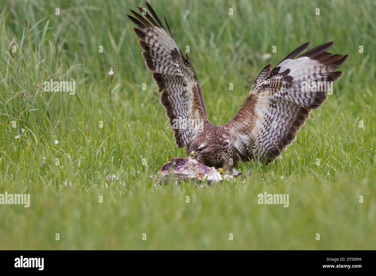 Bussard landung hi-res stock photography and images - Alamy