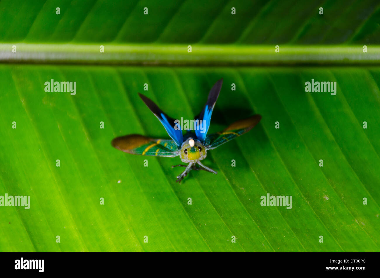 Lantern fly hi-res stock photography and images - Alamy