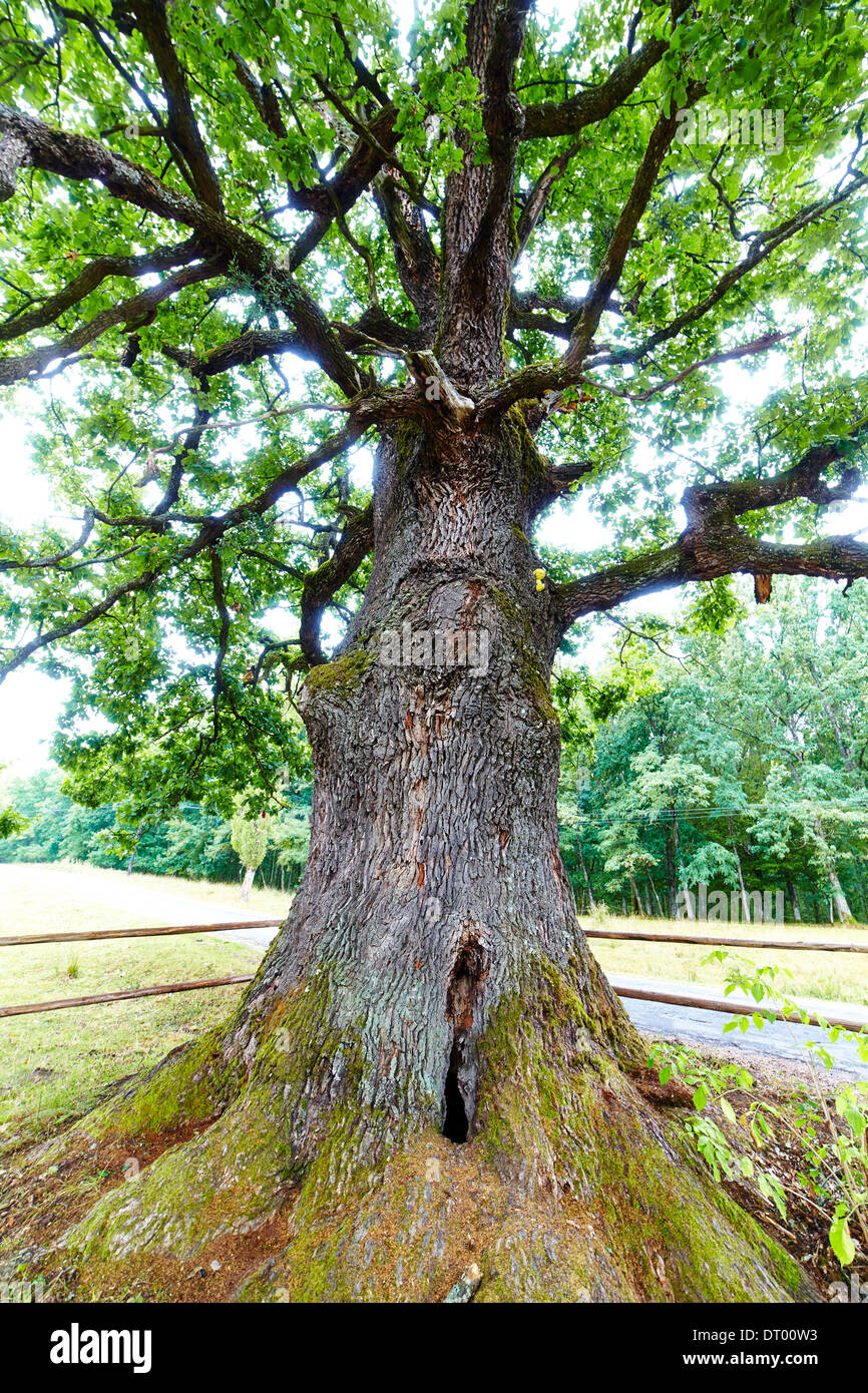 Giant oak centennial tree hi-res stock photography and images - Alamy