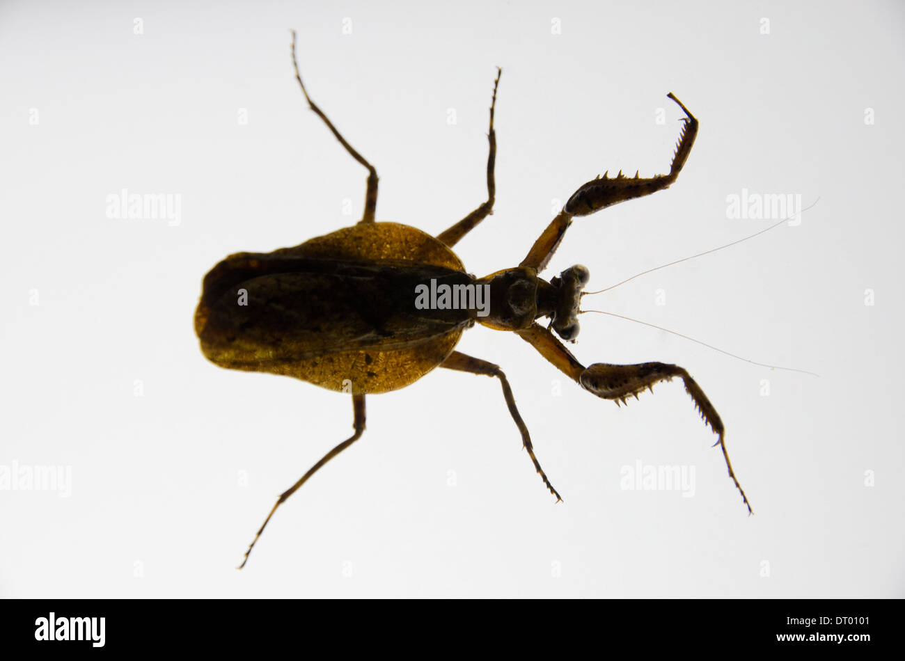Praying Mantis, Insect close up detail on lightbox, Danum Valley, Sabah ...