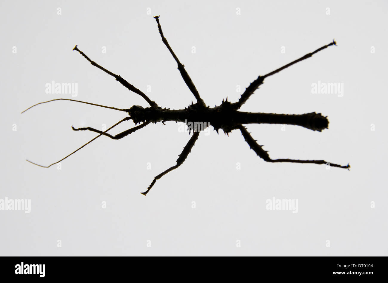 Sabah stick insect hi-res stock photography and images - Alamy