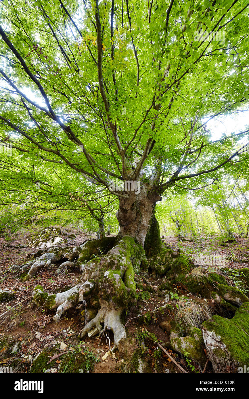 Giant beech hi-res stock photography and images - Alamy