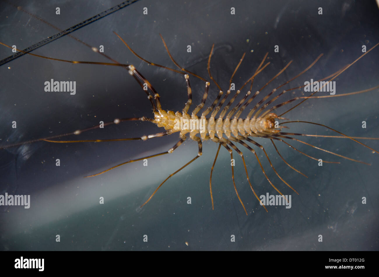 Scutigera centipede malaysia hi-res stock photography and images - Alamy