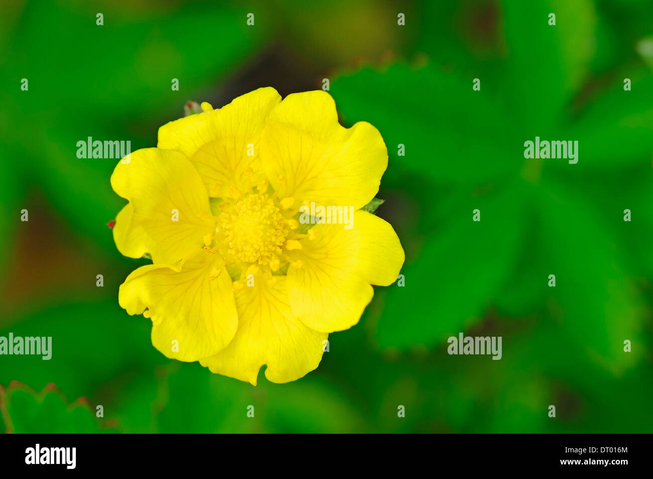 Creeping Cinquefoil (Potentilla reptans), Bavaria, Germany Stock Photo ...